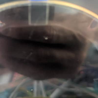 Tiliqua-screen. | Reverb