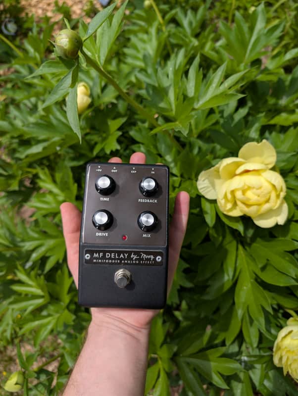 Moog Minifooger MF Delay 2010s - Black | Reverb