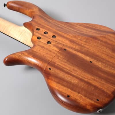 Elrick Gold Series E-volution 4st Fretless -Striped | Reverb