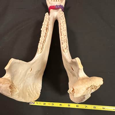 15" Quijada Rattle (Donkey Jawbone) - NEW / UNUSED | Reverb