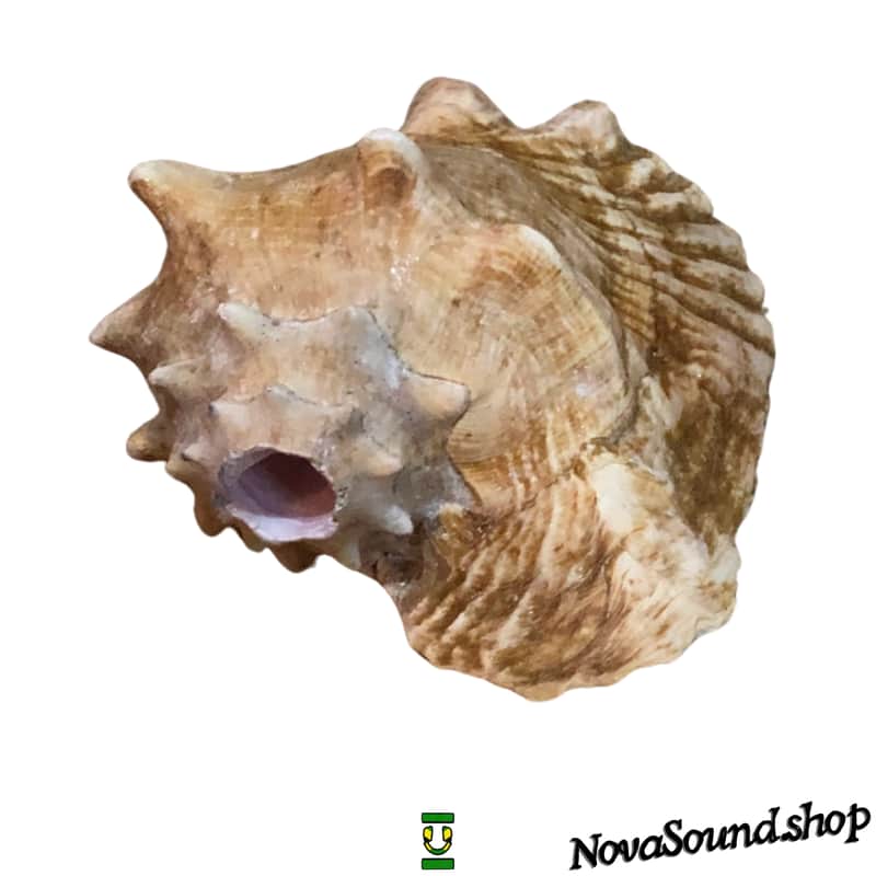 Authentic Caribbean Conch Shell Horn Ocean Trumpet 10+ Inches | Reverb