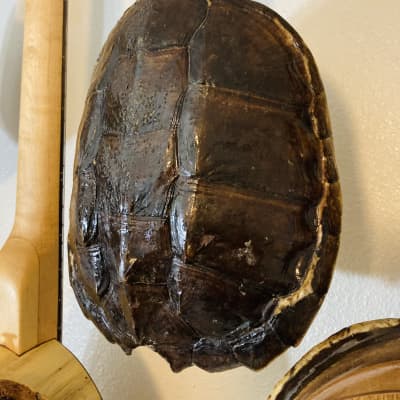 Turtle Shell Electric concert uke Bamboo top | Reverb