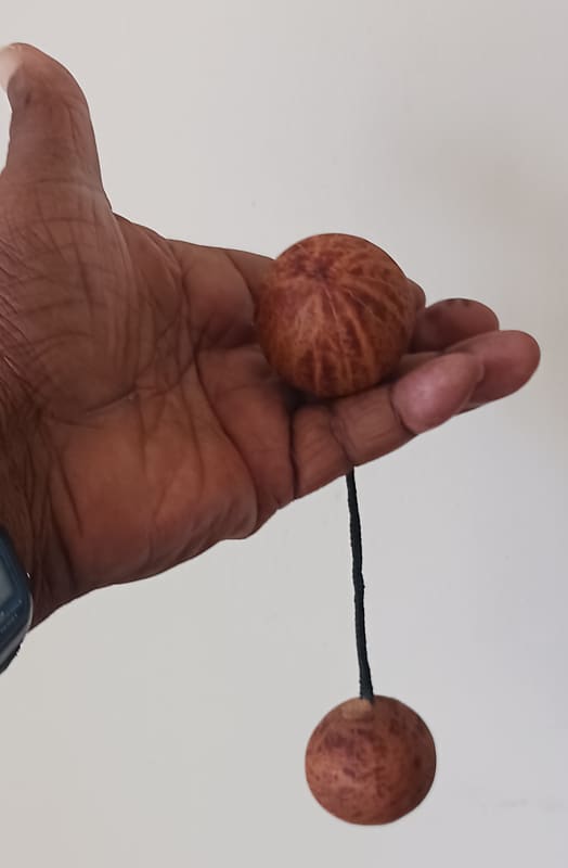 West African seed pod concussion rattle (medium) | Reverb