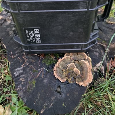 Burns Delta Model 4 Slot Case, Lasered Faceplate (CUSTOM), | Reverb