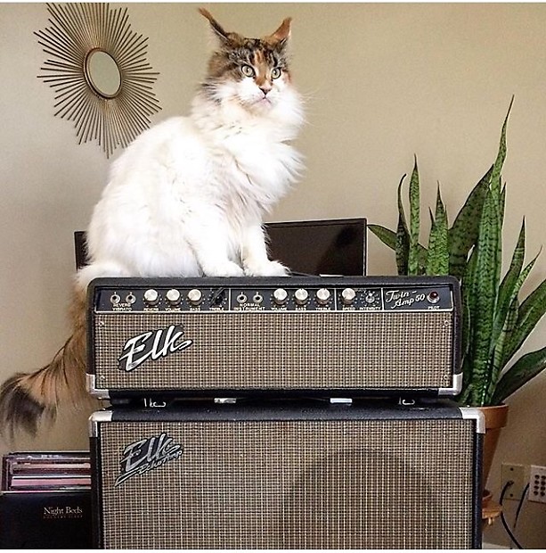 RARE Elk Twin Amp 50 - from the 60s | Reverb