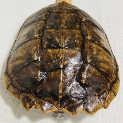 Turtle Shell Electric Tenor Guitar | Reverb