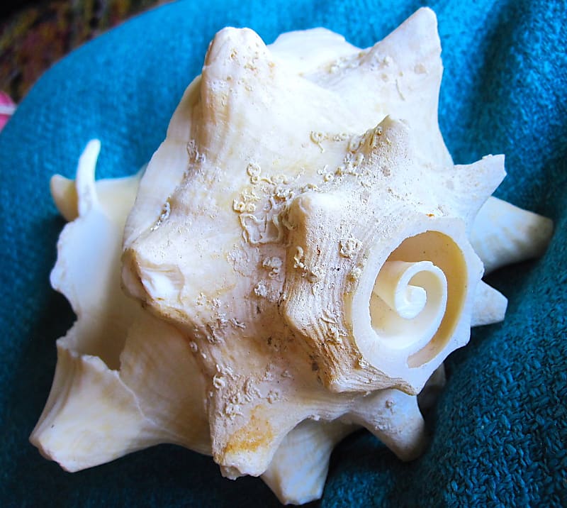 Conch Shell Horn 8" | Reverb