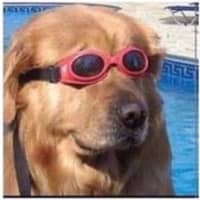 Fender 099-8006 Classic Series '60s Telecaster Body - Loaded | Reverb