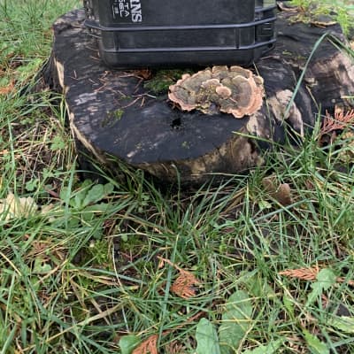 Burns Delta Model 4 Slot Case, Lasered Faceplate (CUSTOM), | Reverb