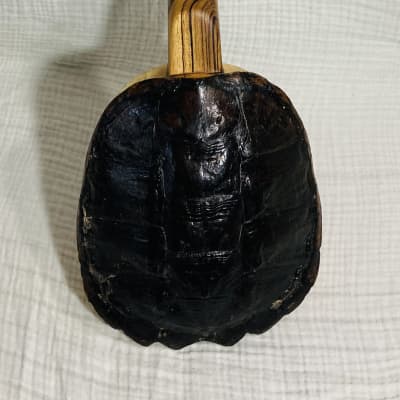 Turtle Shell Electric Tenor Guitar- mango top | Reverb