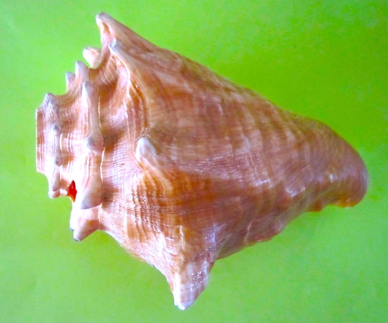 Conch Shell Horn 7.5" | Reverb