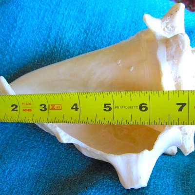 Conch Shell Horn 8" | Reverb