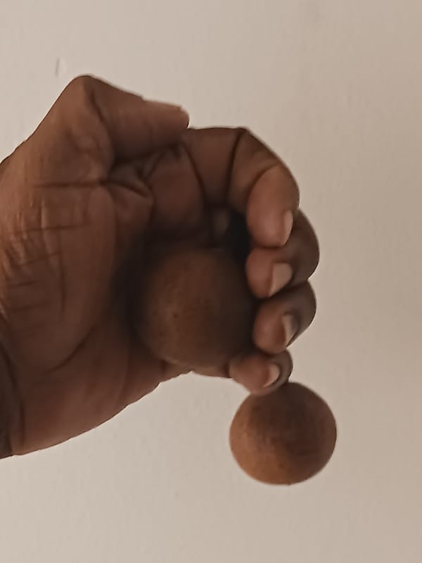 West African seed pod concussion rattle (small) | Reverb