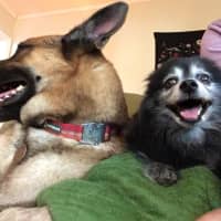 Squier Esquire / Telecaster 2020s - Bridge | Reverb