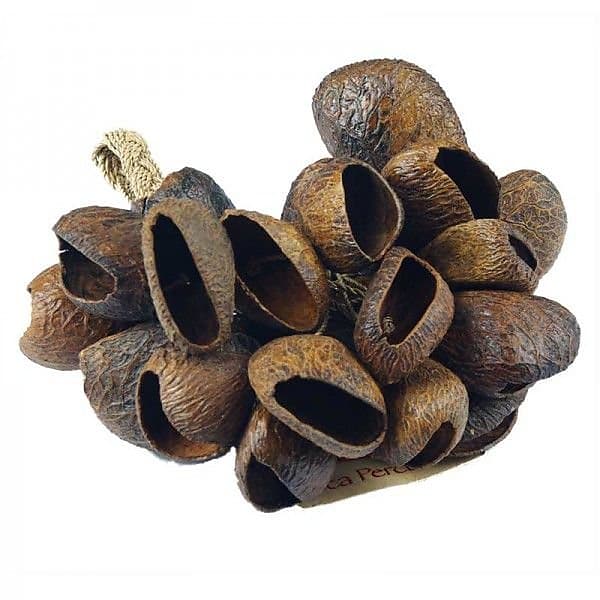 Toca Percussion Seed Shell Shaker | Reverb