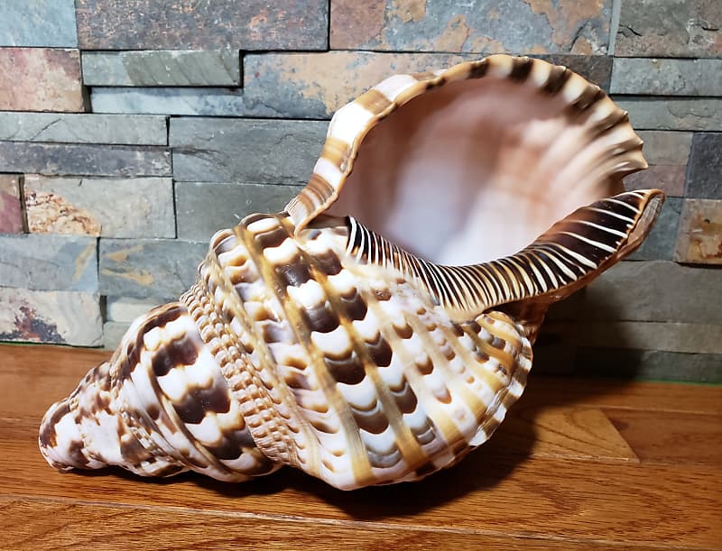 Atlantic Tritons Trumpet Conch Horn | Reverb