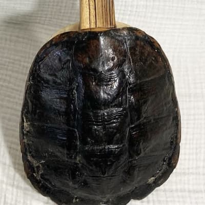 Turtle Shell Electric Tenor Guitar- mango top | Reverb