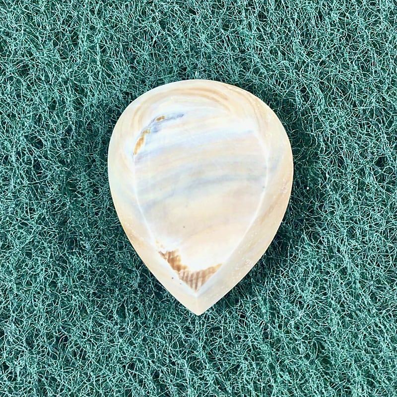 Seashell guitar picks/7.5mm thick, teardrop profile … by | Reverb