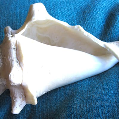 Conch Shell Horn 8" | Reverb