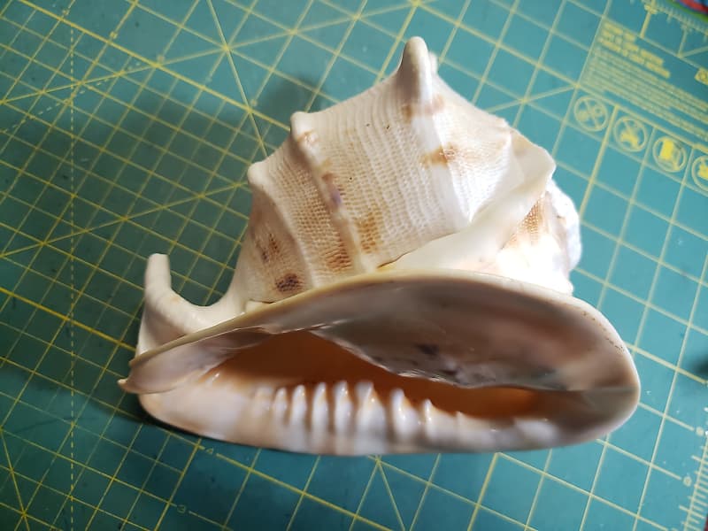 Handmade Conch Shell #1 Horn w/Sugru Mouthpiece Rim Made By | Reverb