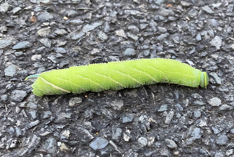 Metal Transformer Shield (Toroid / Toroidal) 120mm x 50mm | Reverb